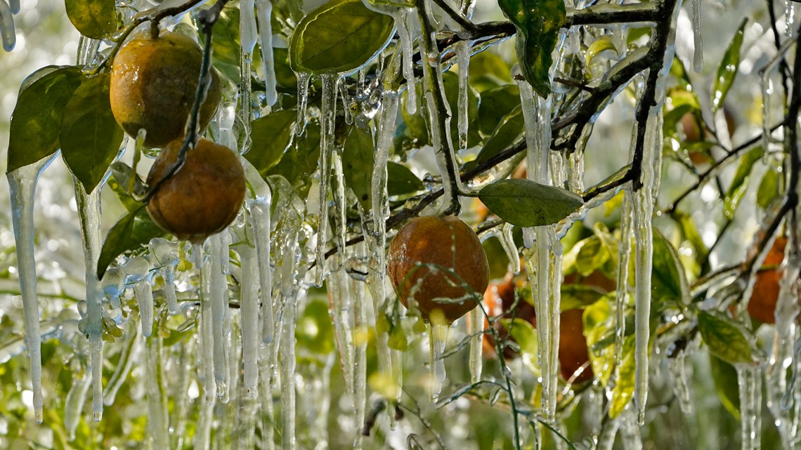 Florida assesses crop damage caused by January freeze | wtsp.com