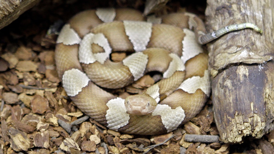Alabama dad dies after copperhead snake bites him while he walked dog ...