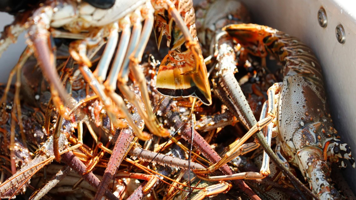 Spiny lobster sport season begins July 28 in Florida | wtsp.com