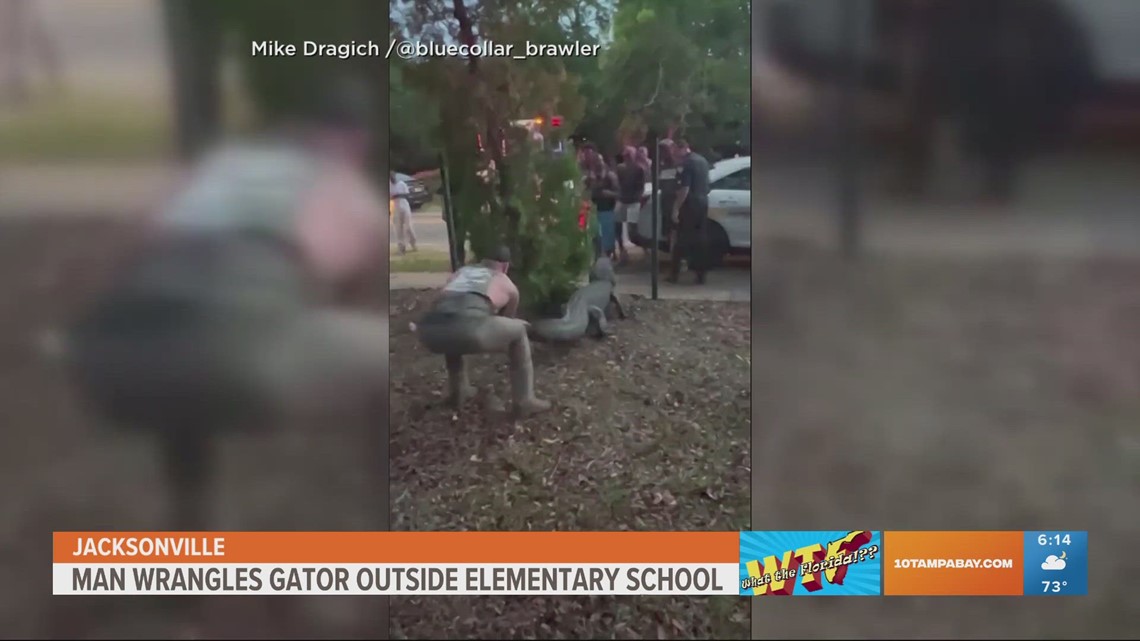 Man wrangles gator outside Florida elementary school | wtsp.com
