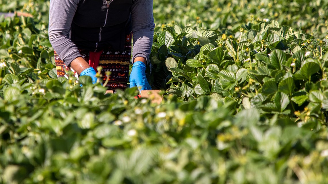 Florida woman pleads guilty to federal racketeering conspiracy | wtsp.com