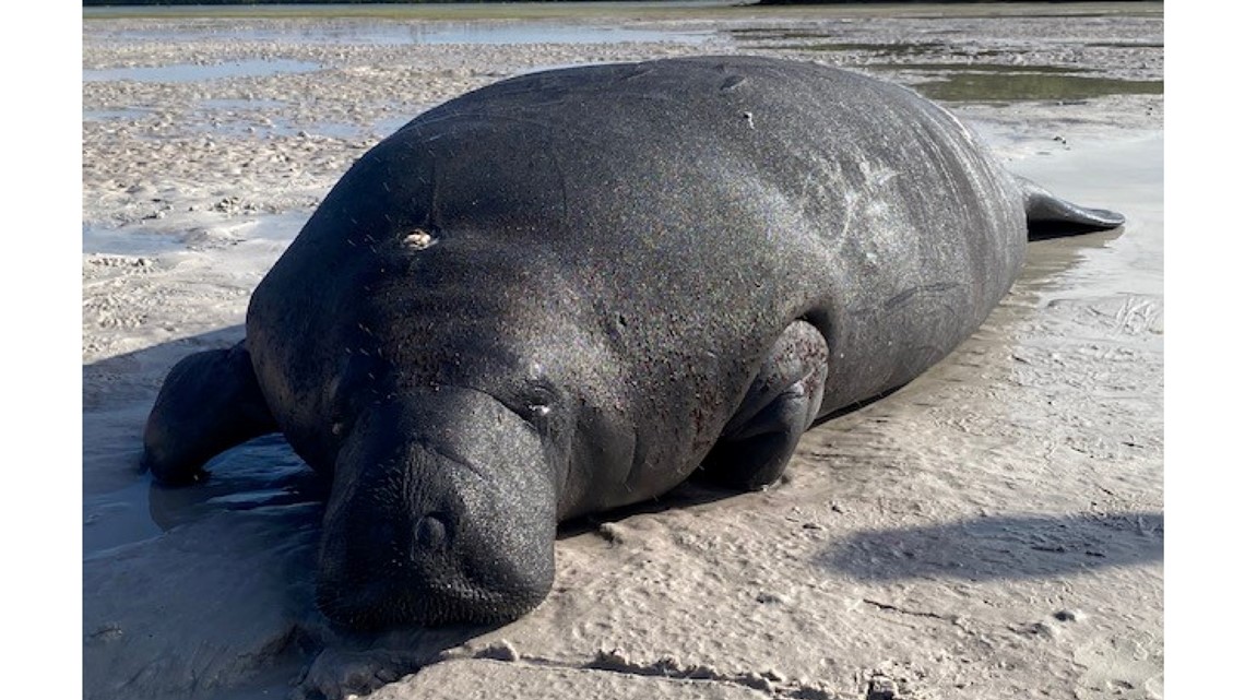 11-foot manatee found stranded on Bird Island | wtsp.com