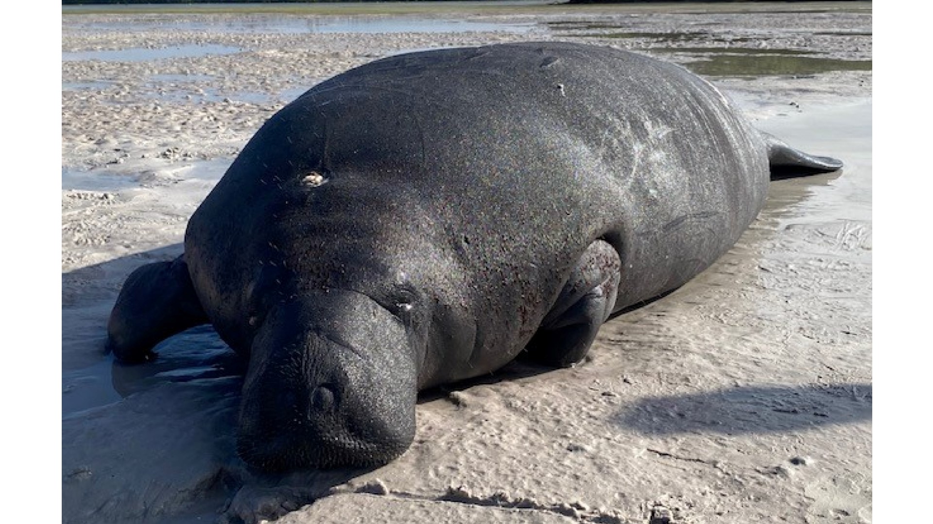 11-foot manatee found stranded on Bird Island | wtsp.com