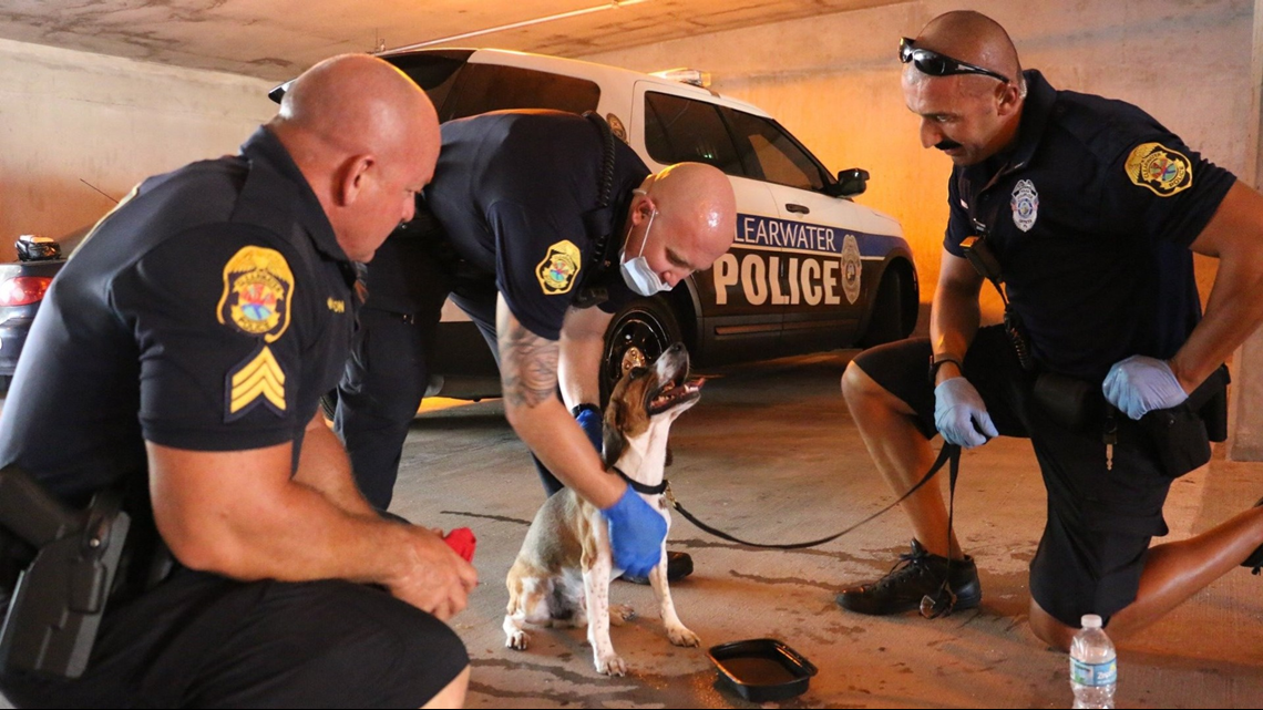 Clearwater police rescue dog from hot car at Clearwater Beach | wtsp.com