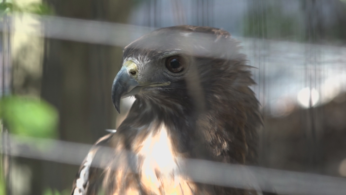 Pinellas advocates ask to switch rat poison to save predators | wtsp.com