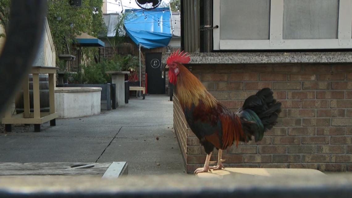 Ybor City chickens bring 'normalcy' to neighbors following Milton ...