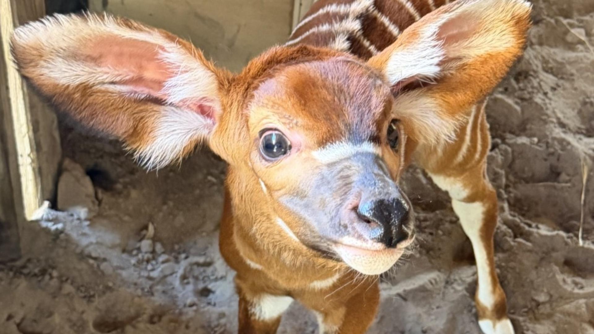Baby born in Tampa could help save a species | wtsp.com