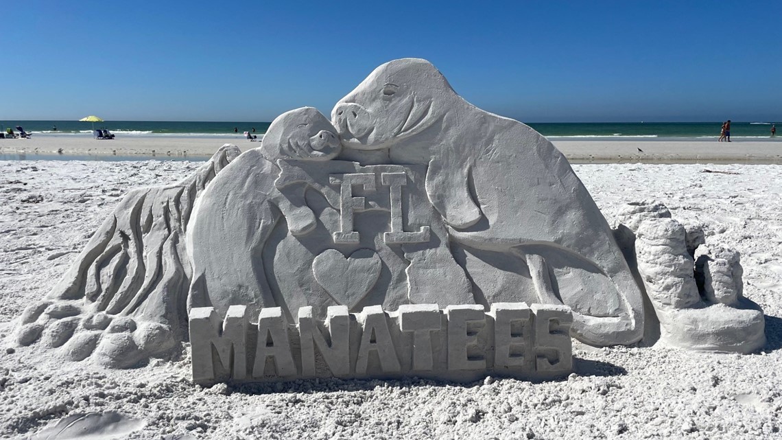 Manatee sand sculpture highlights awareness month in Siesta Key | wtsp.com