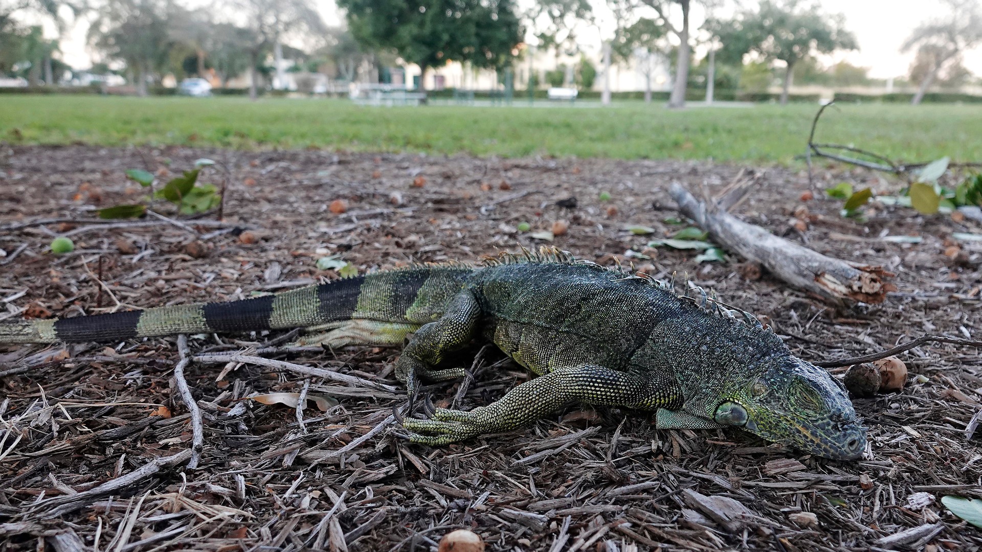 Photos: Frozen iguanas fall from trees in Florida | wtsp.com