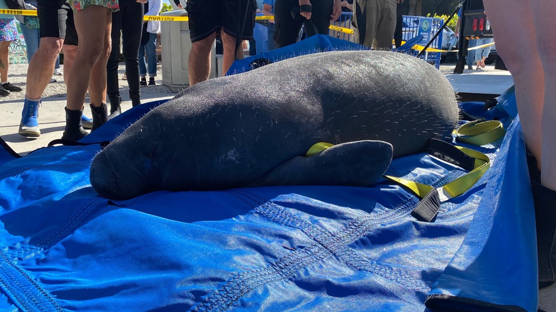 Rehabilitated manatee released back into Florida waters | wtsp.com