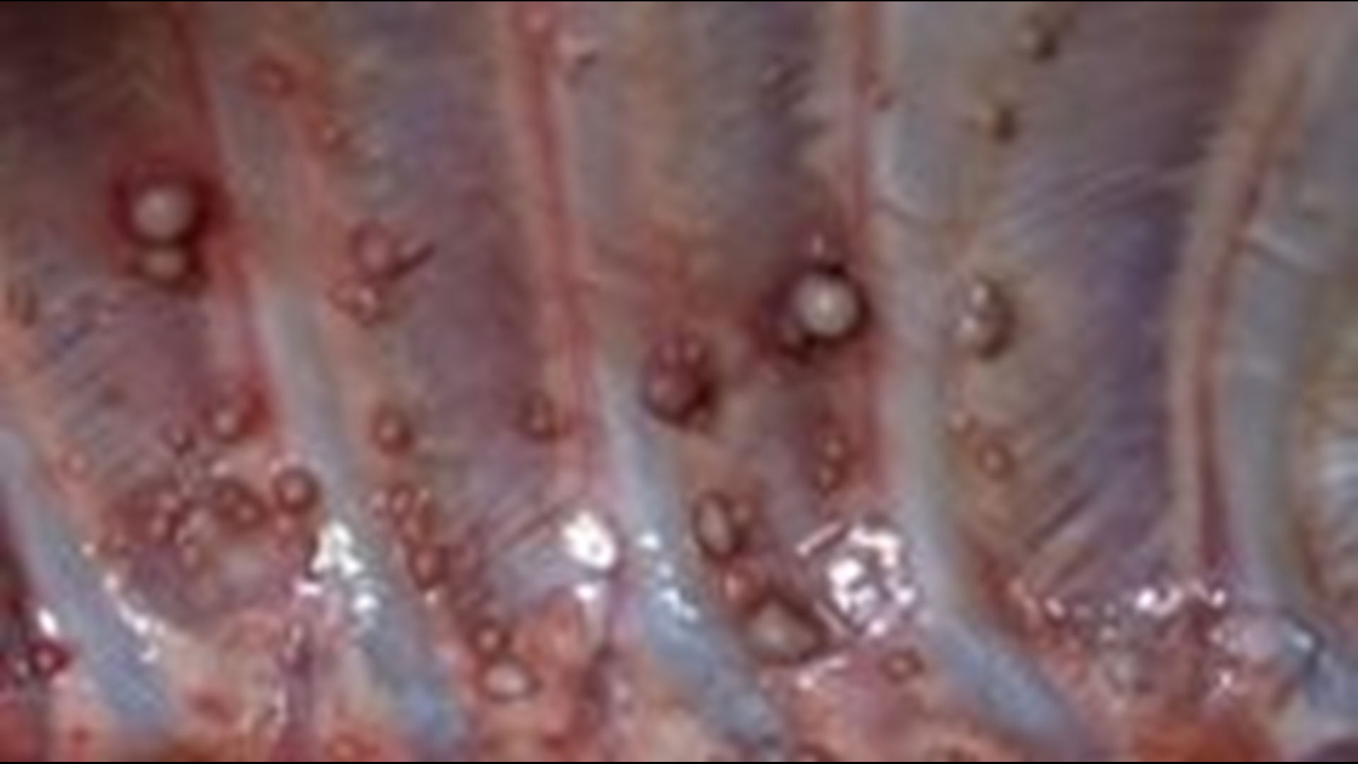 CDC warns hunters about tuberculosis in deer | wtsp.com