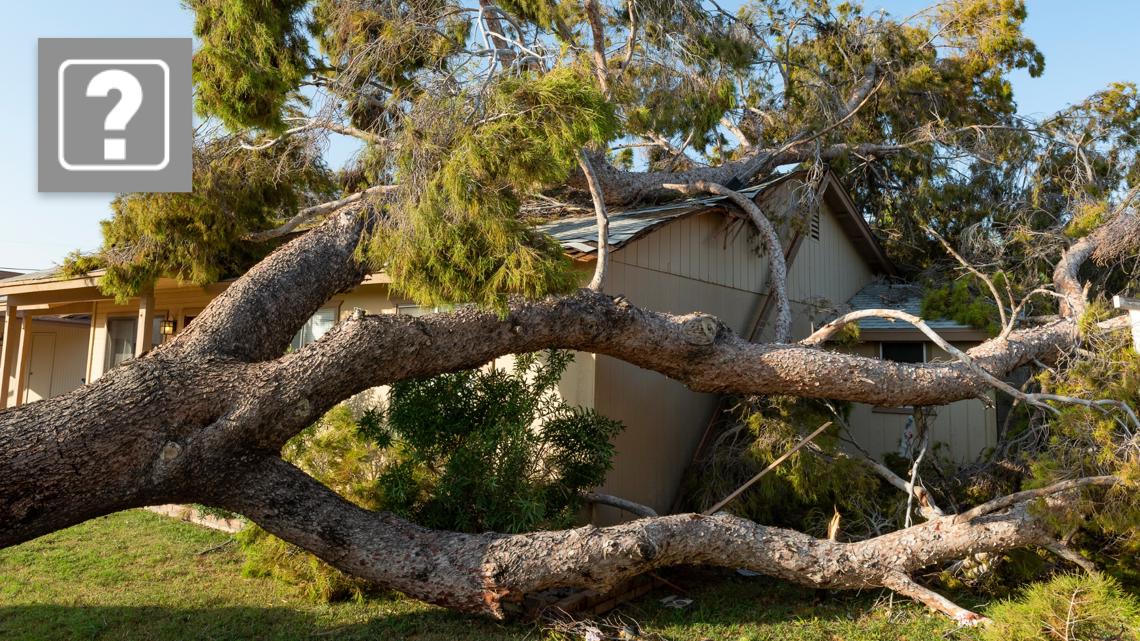 Who pays for damage after a tree falls on neighboring property? | wtsp.com