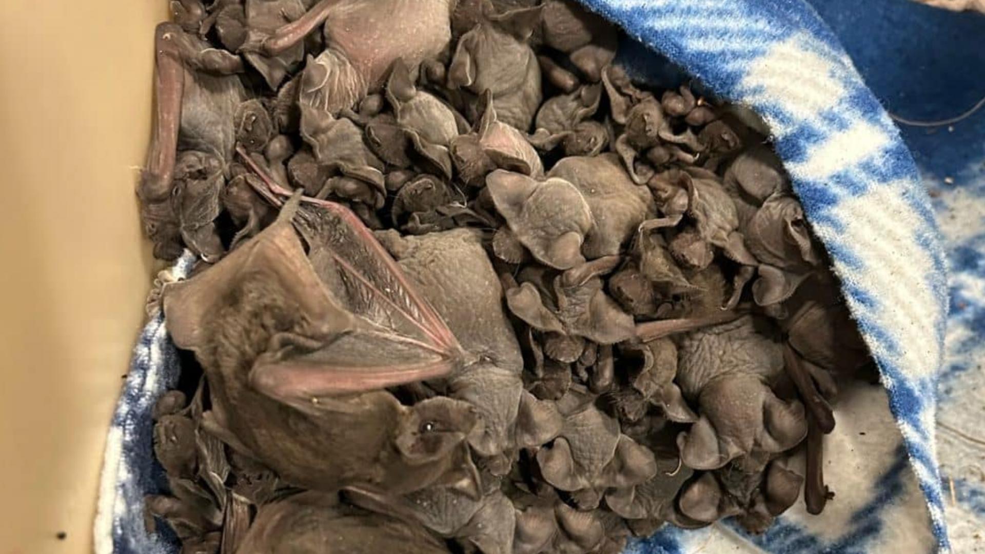 More than 100 baby bats found under palm frond in Florida | wtsp.com