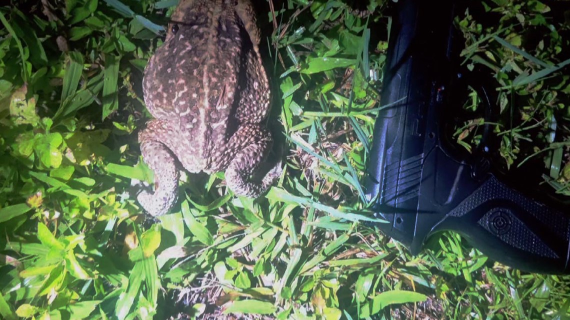 Man shoots over 100 invasive toxic toads in Florida community | wtsp.com