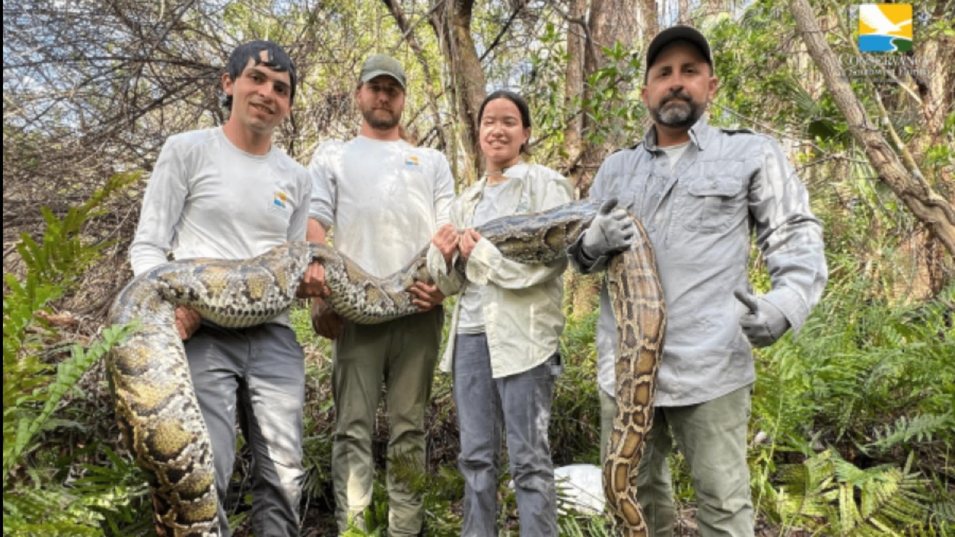 Florida group removes more than 6K pounds of python | wtsp.com