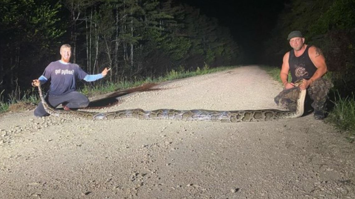 Giant python found in the Everglades could break records | wtsp.com