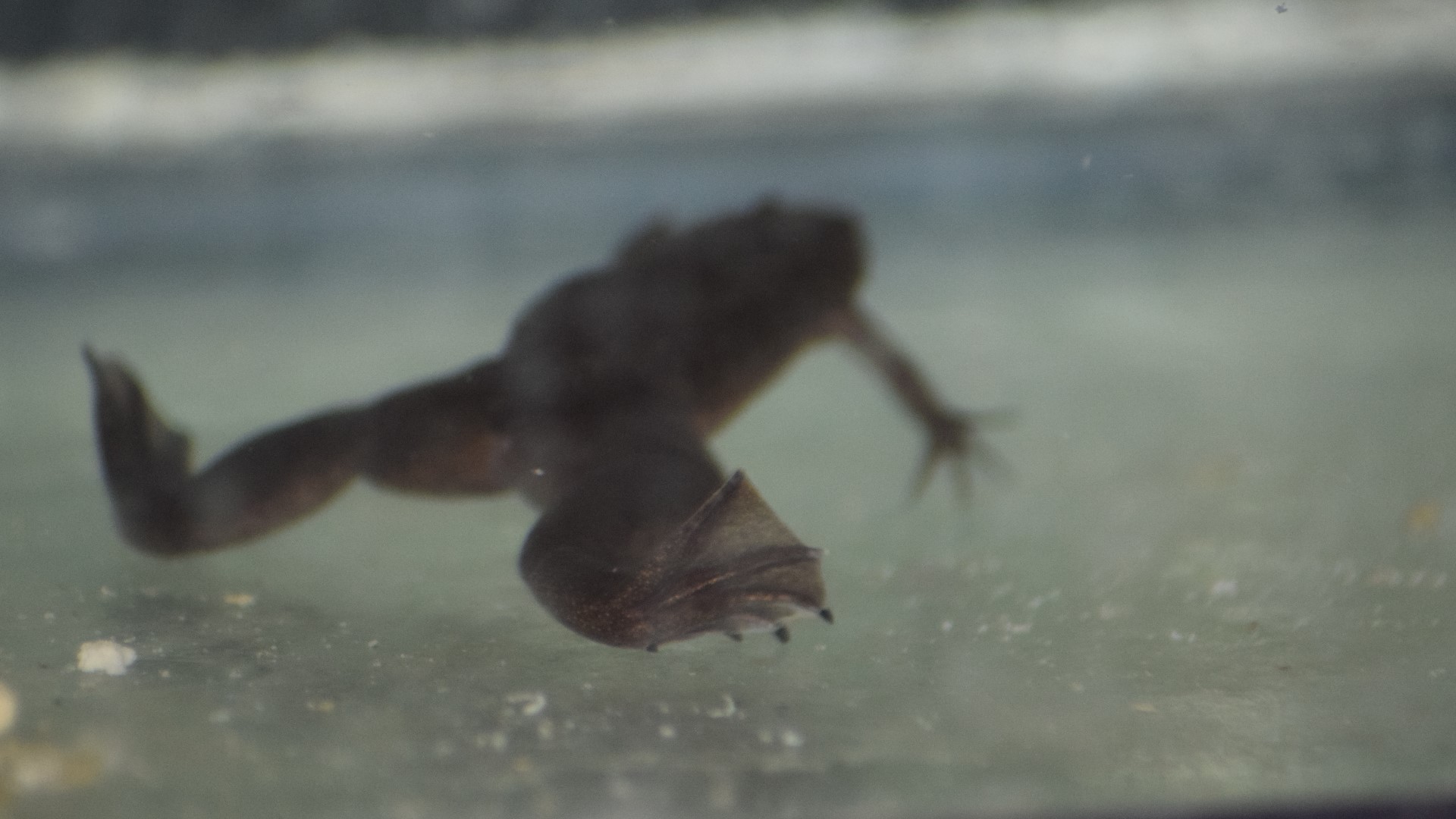 Invasive clawed frogs discovered in Tampa Bay | wtsp.com