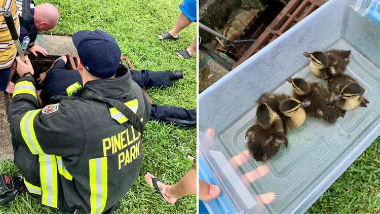 Baby ducklings saved from drain | wtsp.com