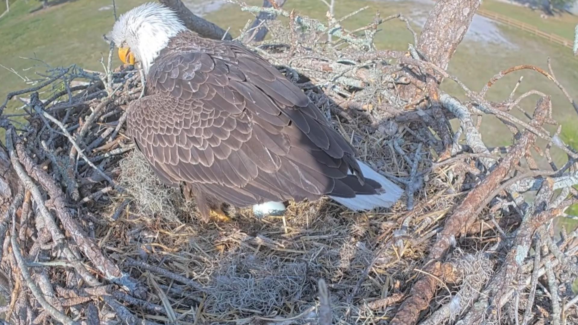 Beloved Southwest Florida eagles welcome 1st egg of the season | wtsp.com