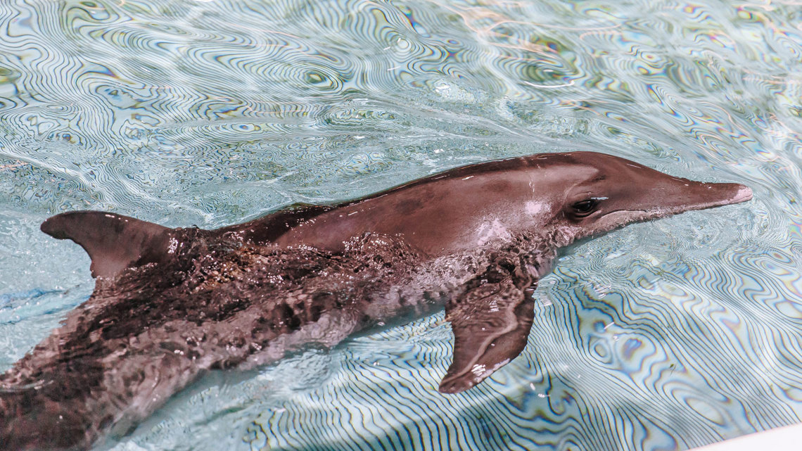 Dolphins taken to CMA from facility under investigation | wtsp.com