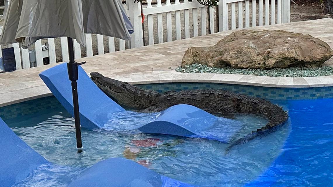 Large gator found in backyard pool at Florida home, deputies say | wtsp.com