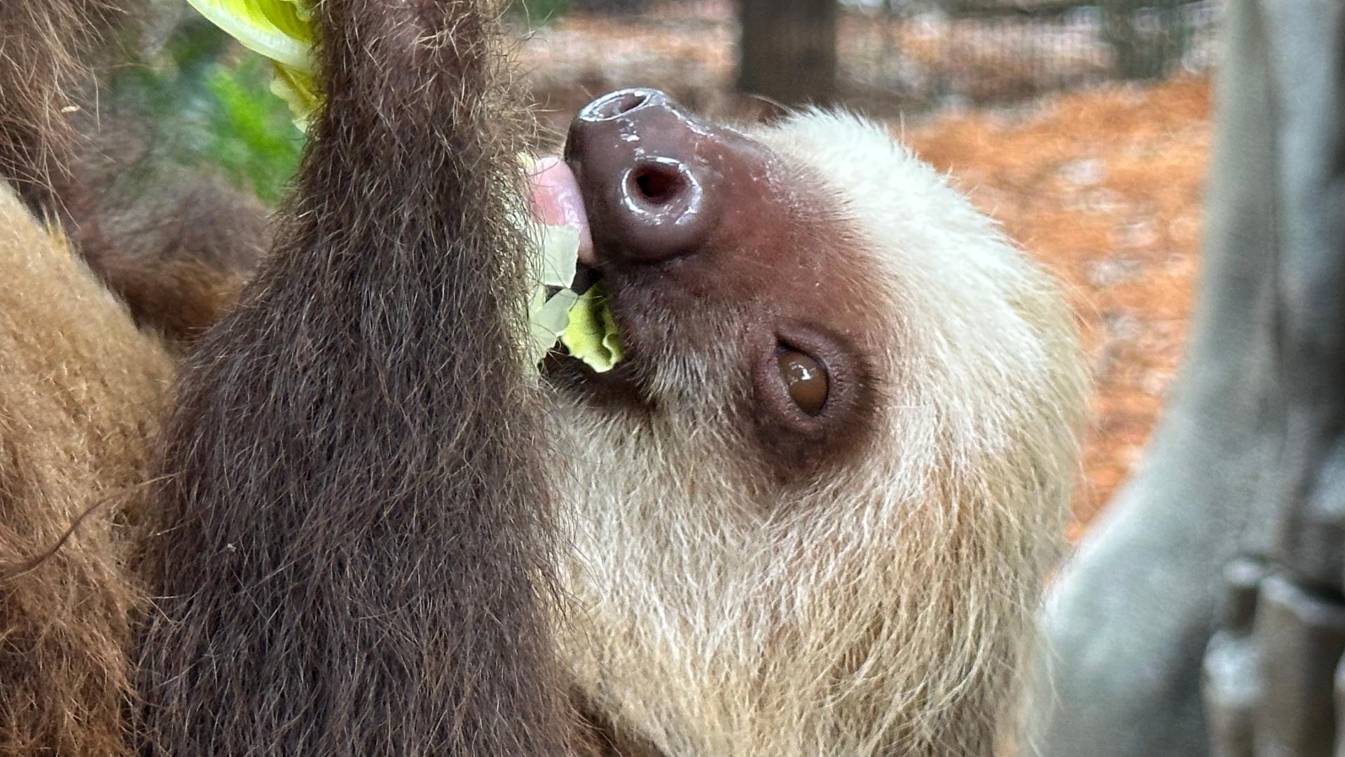 Palm Beach Zoo debuts new habitat for sloths, tamarins | wtsp.com