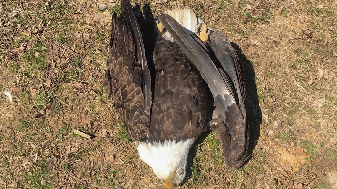 Reward offered after bald eagle found shot to death | wtsp.com