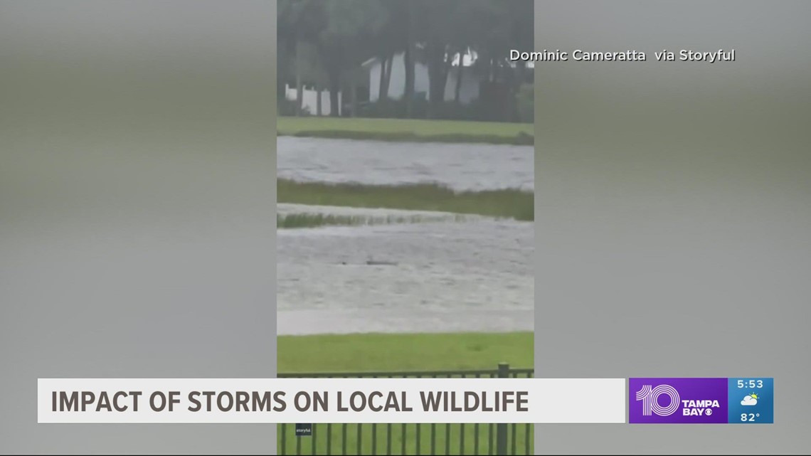 FWC: People more likely to see alligators, snakes after a major storm ...