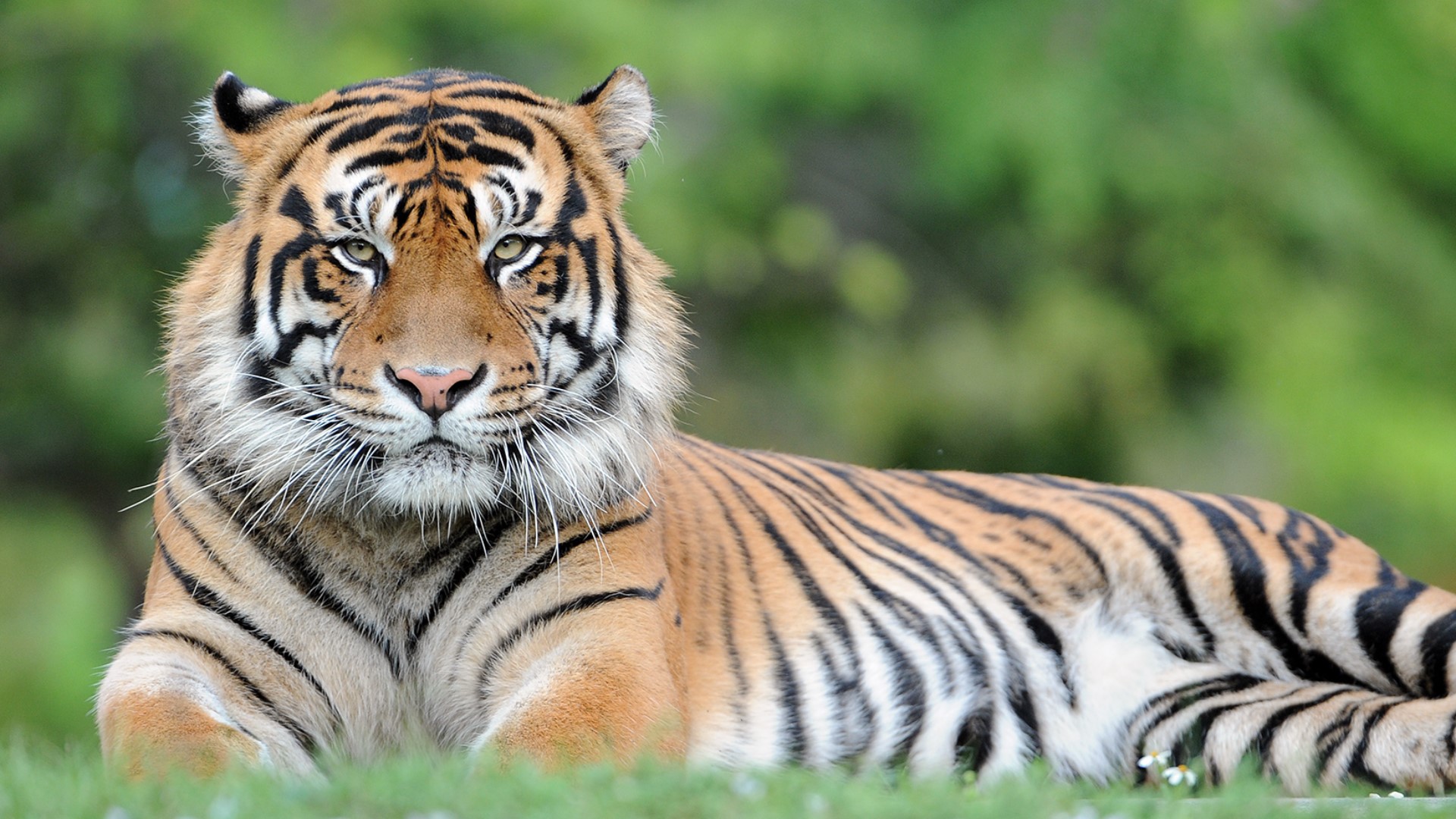 Elderly Sumatran tiger dies at Zoo Miami | wtsp.com