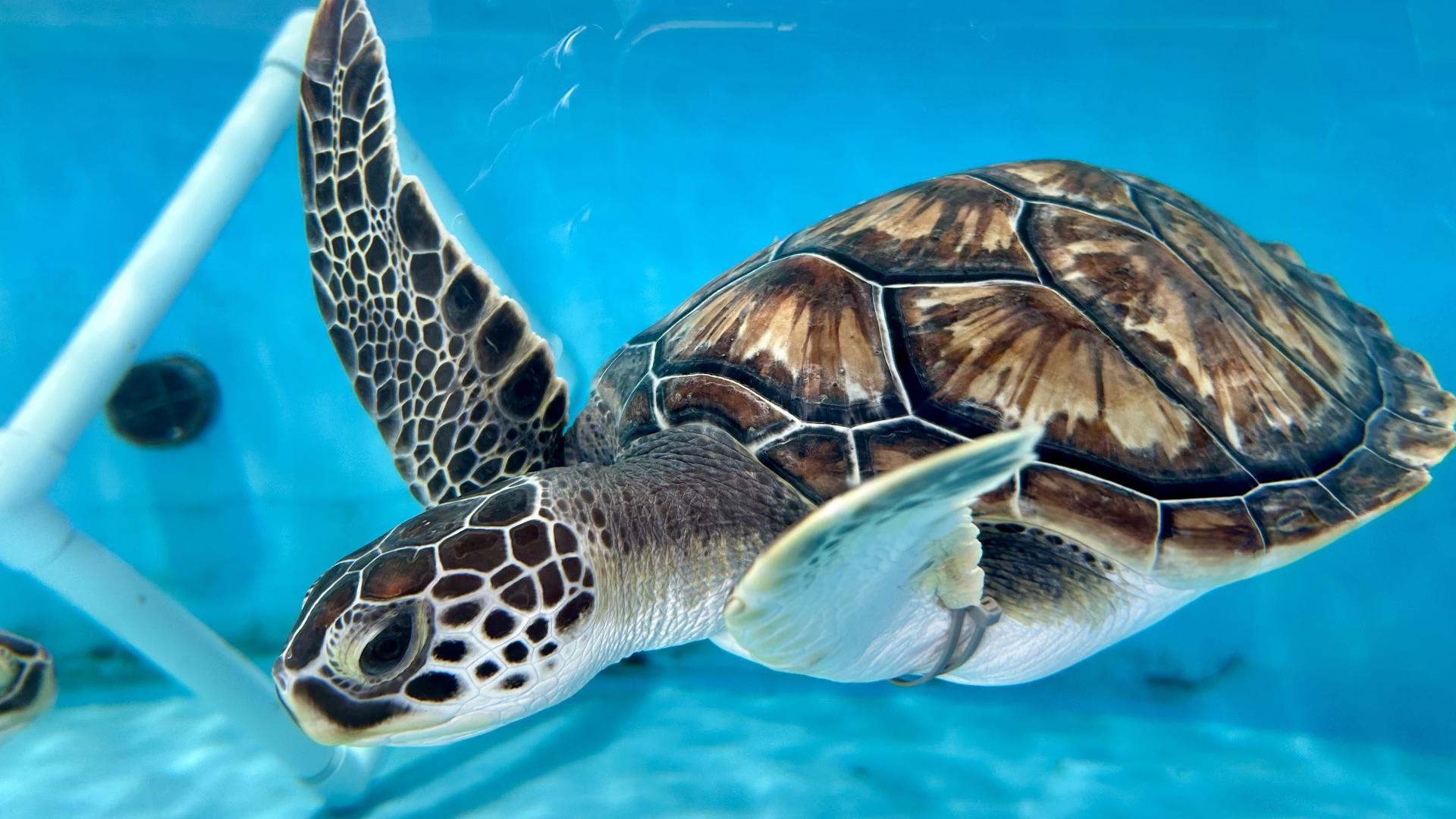 Sea turtles being released in Florida | wtsp.com