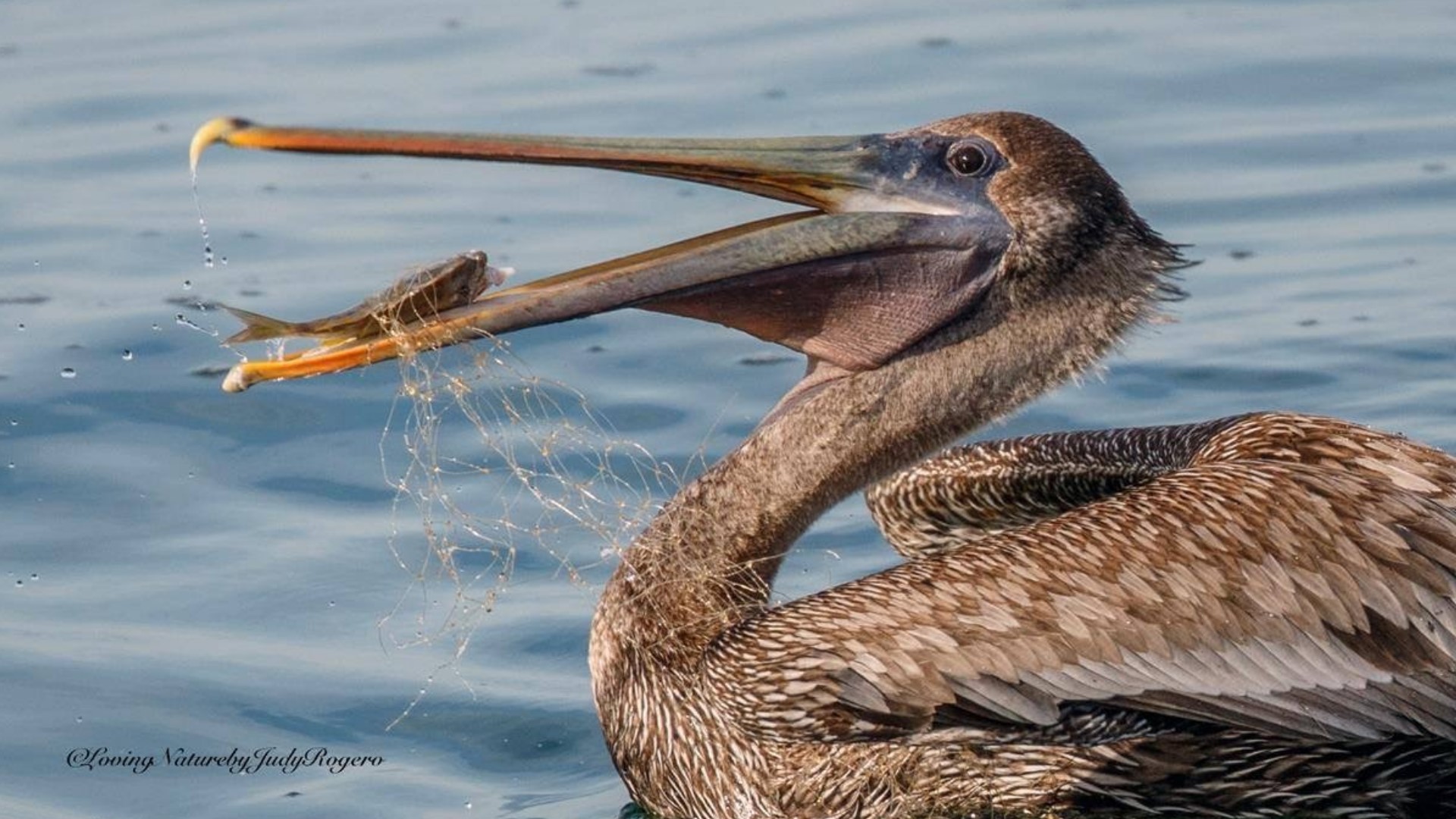 These disturbing photos show how birds are eating our plastic | wtsp.com