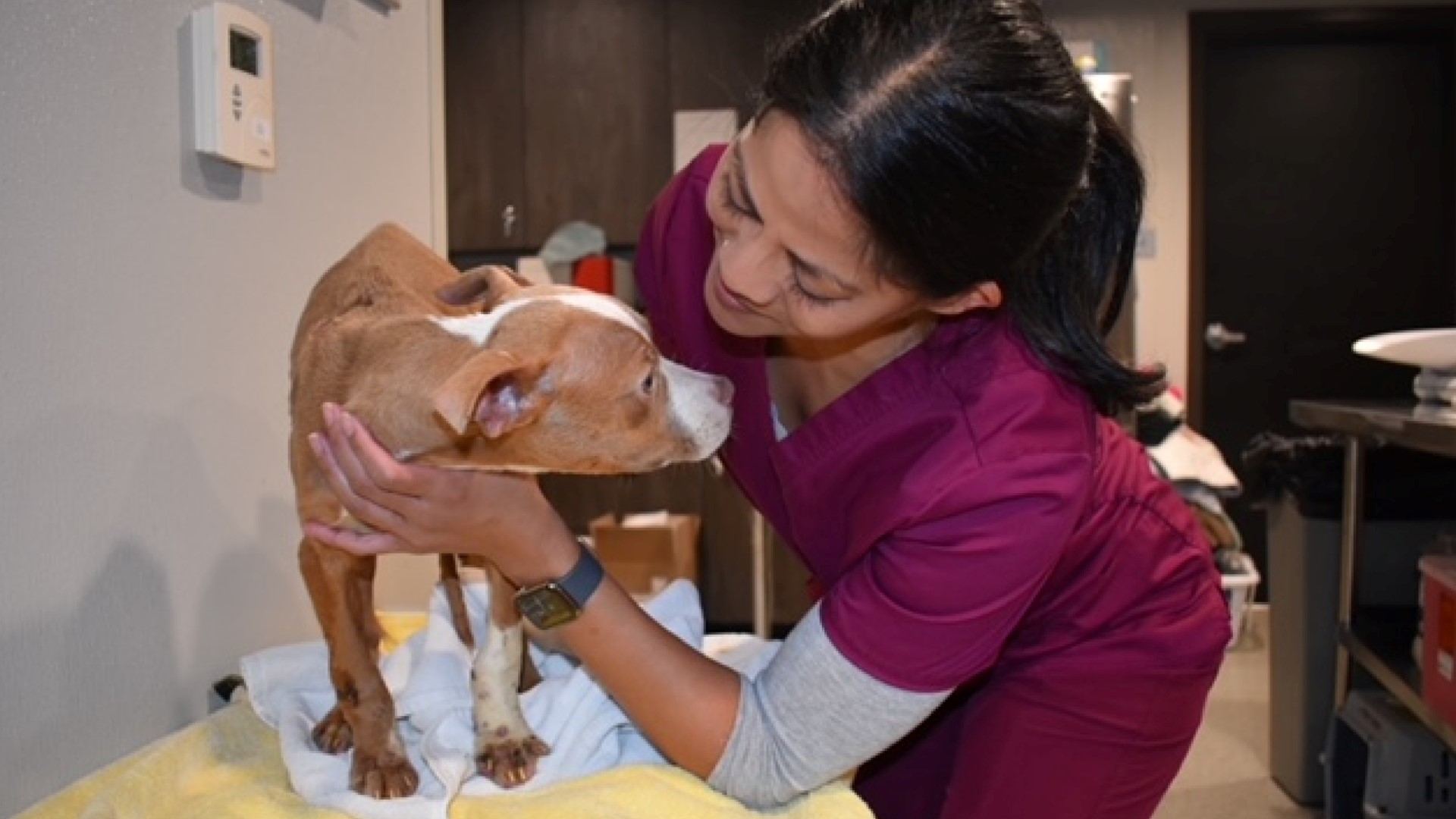 $100K grant given to Humane Society of Tampa Bay by Petco Love | wtsp.com