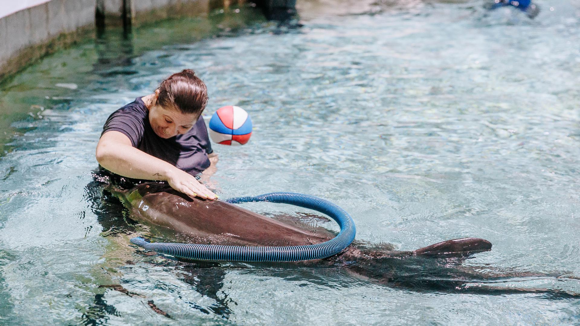 4 dolphins relocated to Clearwater Marine Aquarium | wtsp.com