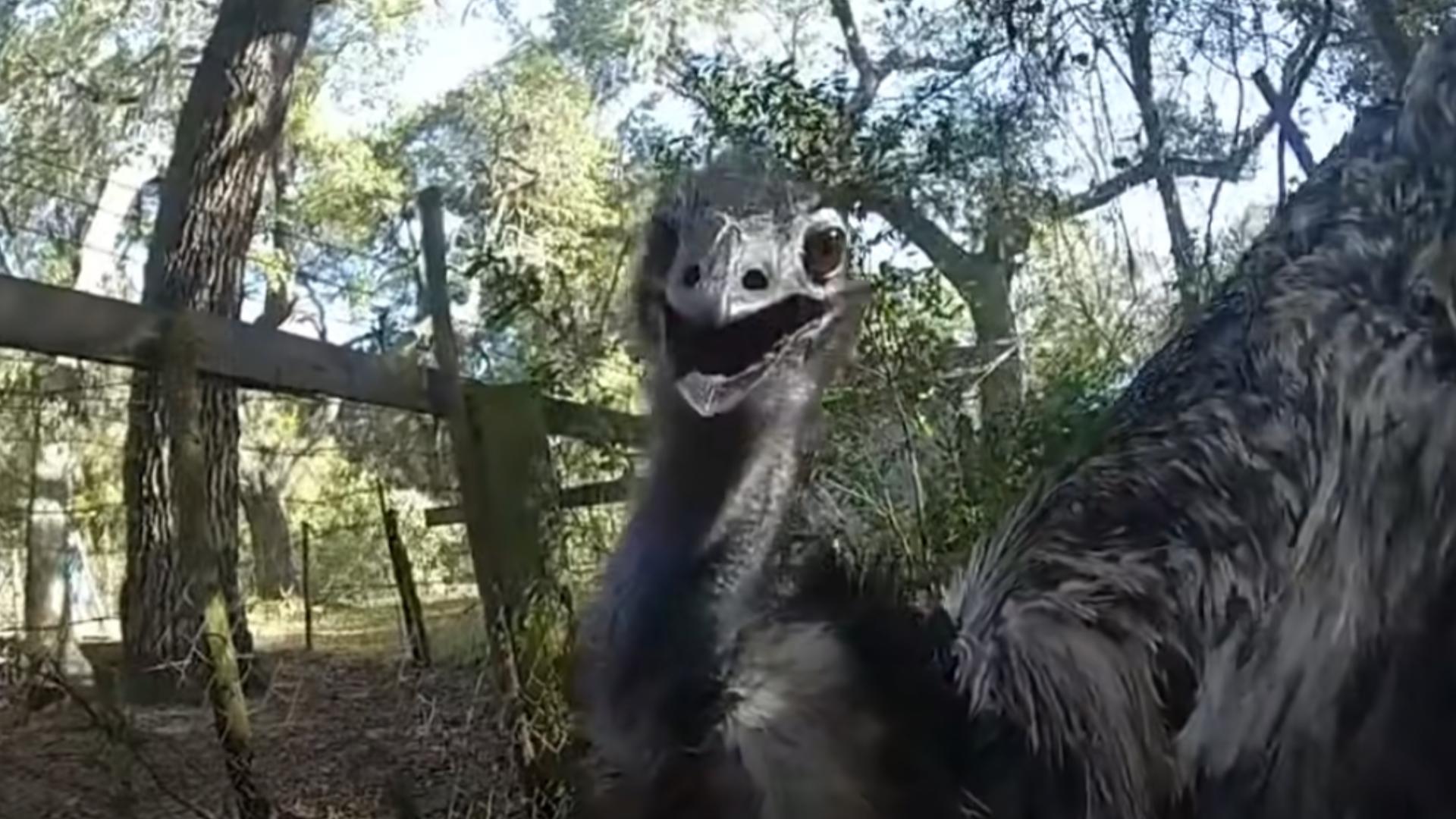WATCH: Florida deputy handcuffs emu on the run | wtsp.com