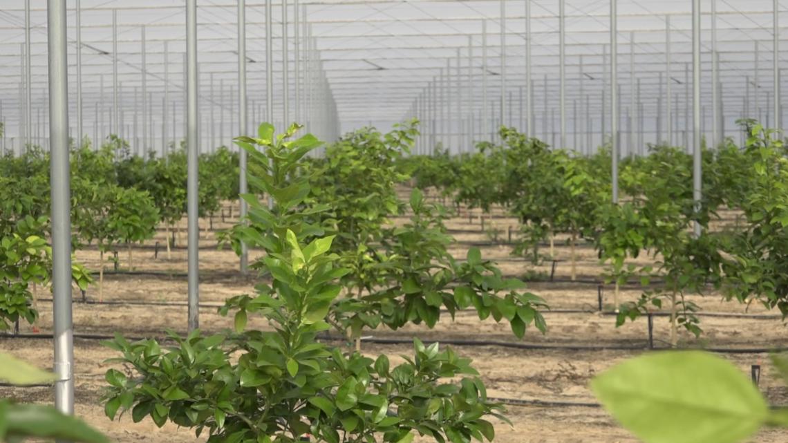 New growing method beats disease affecting Florida citrus trees | wtsp.com