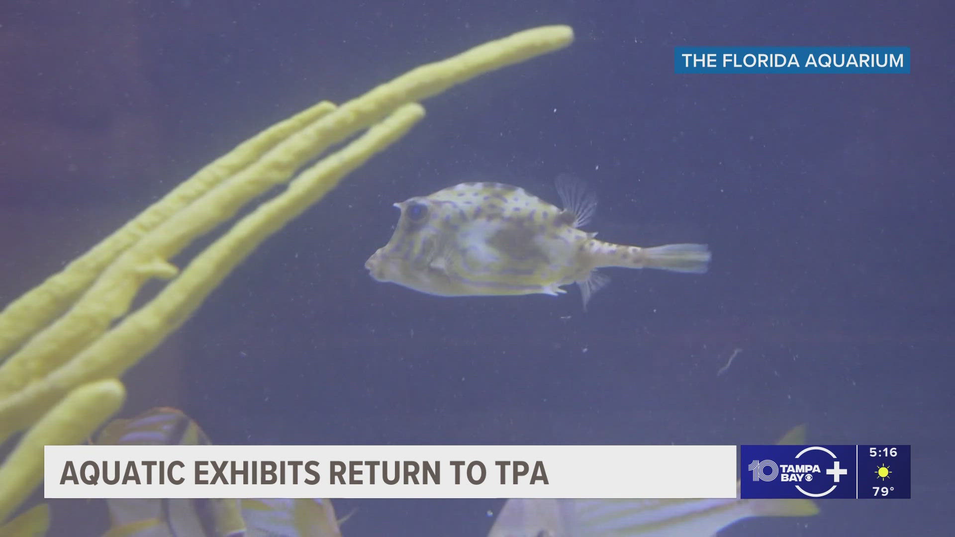 Jets placing QB Justin Fields on injured reserve, ending disappointing ...