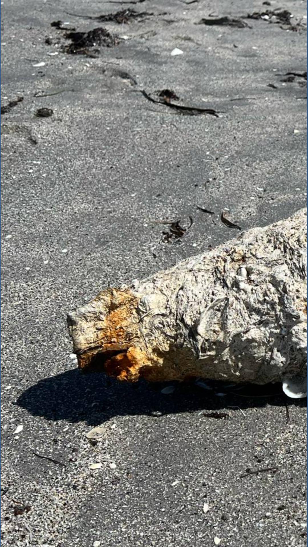 Unexploded WWII bomb found on Englewood Beach | wtsp.com