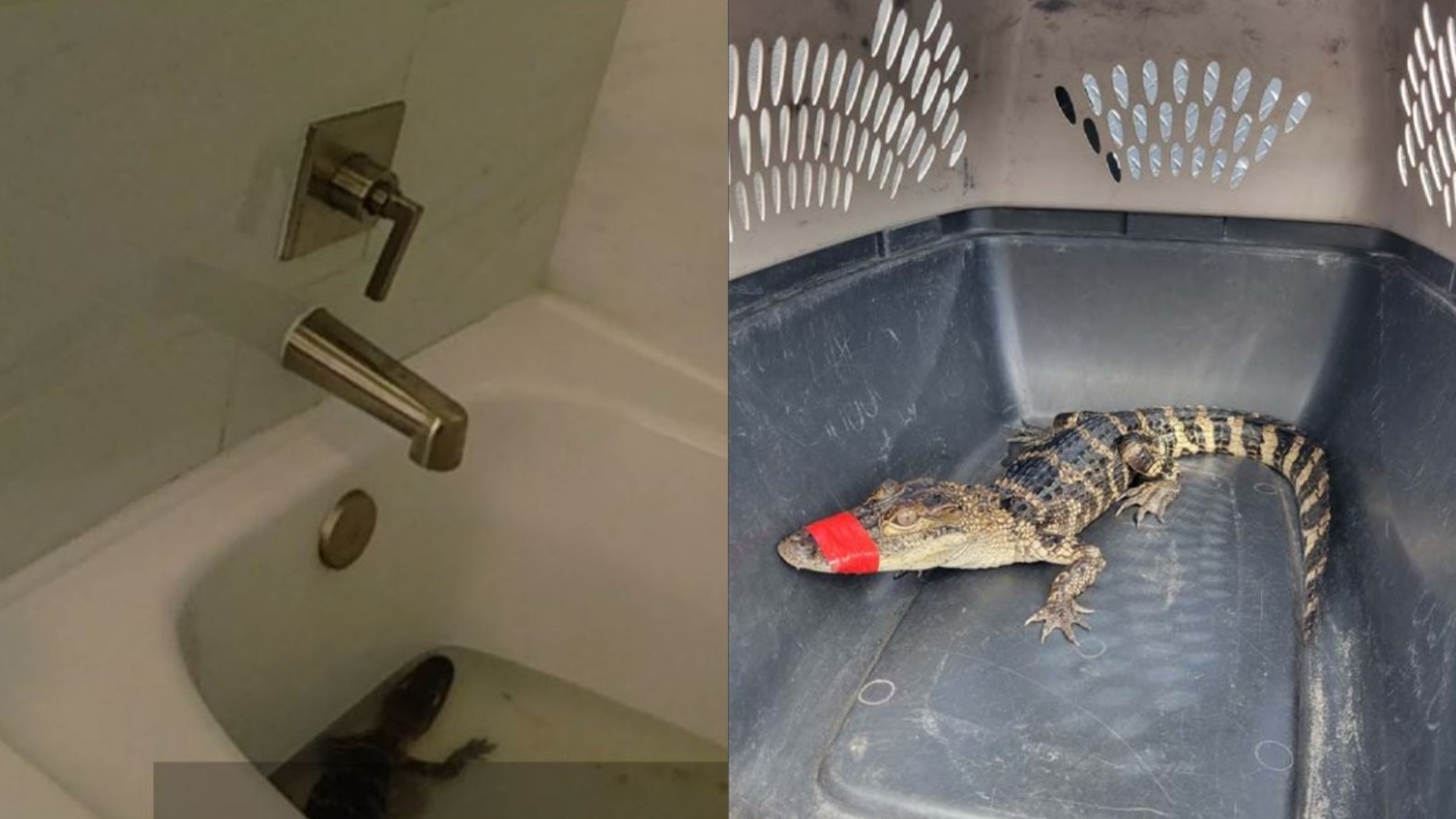 Woman 'borrows' gator from Tampa zoo, takes it to Orlando hotel for ...