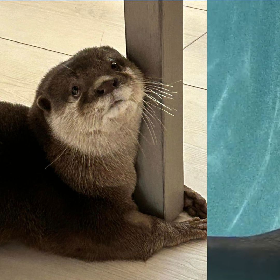 Meet 'Splash': This otter is training in Florida to search for missing ...