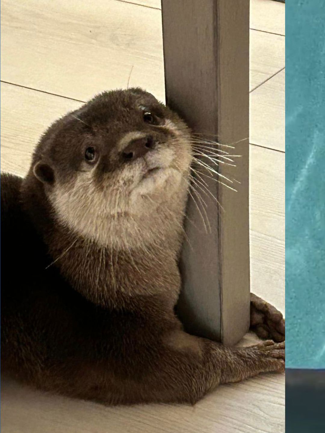 Meet 'Splash': This otter is training in Florida to search for missing ...