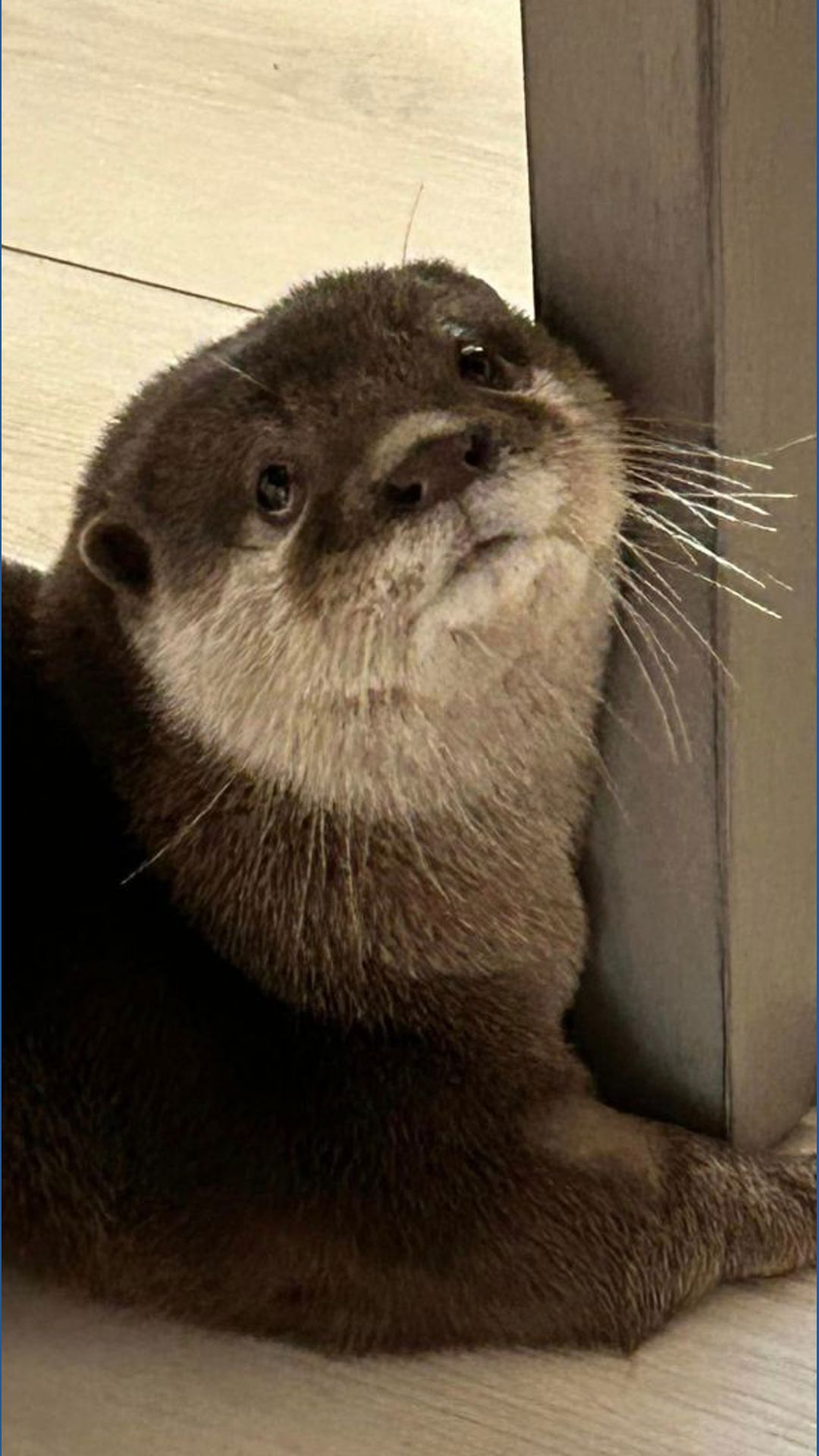 Meet 'Splash': This otter is training in Florida to search for missing ...