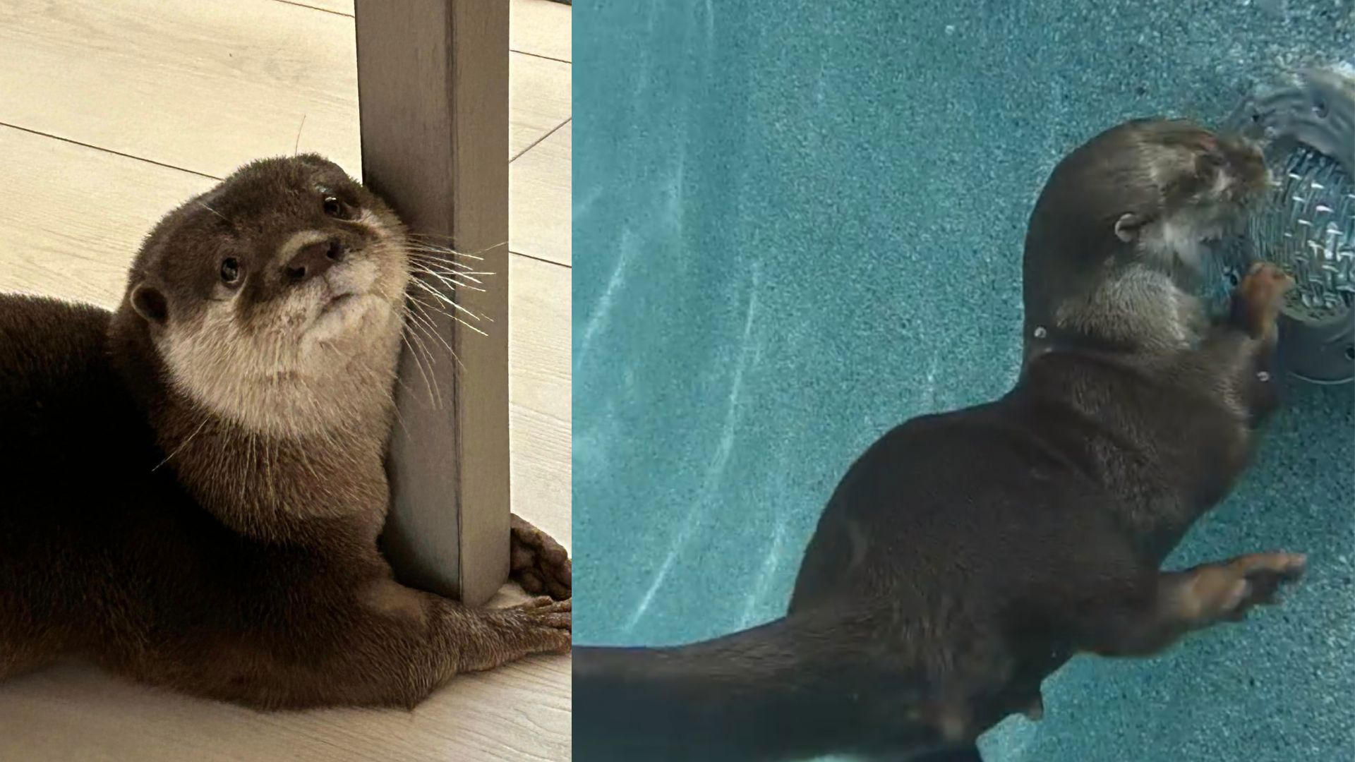 Meet 'Splash': This otter is training in Florida to search for missing ...