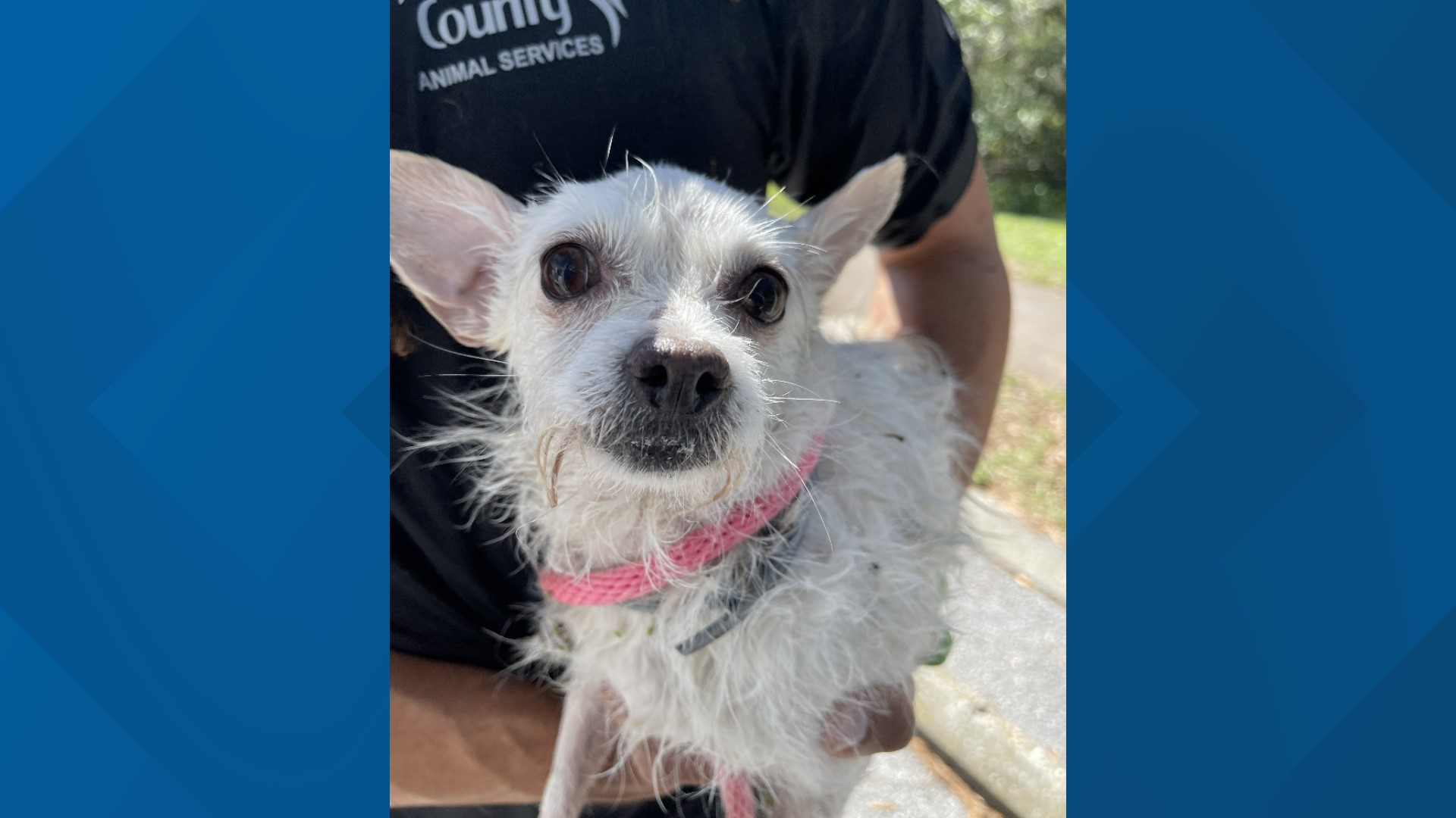 Pinellas County Animal Services officer saves dog on lunch break | wtsp.com
