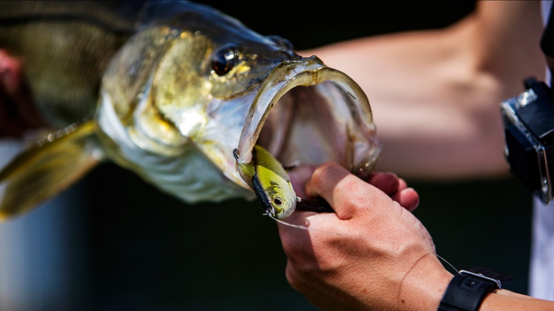 Florida license-free fishing weekends happening in June | wtsp.com