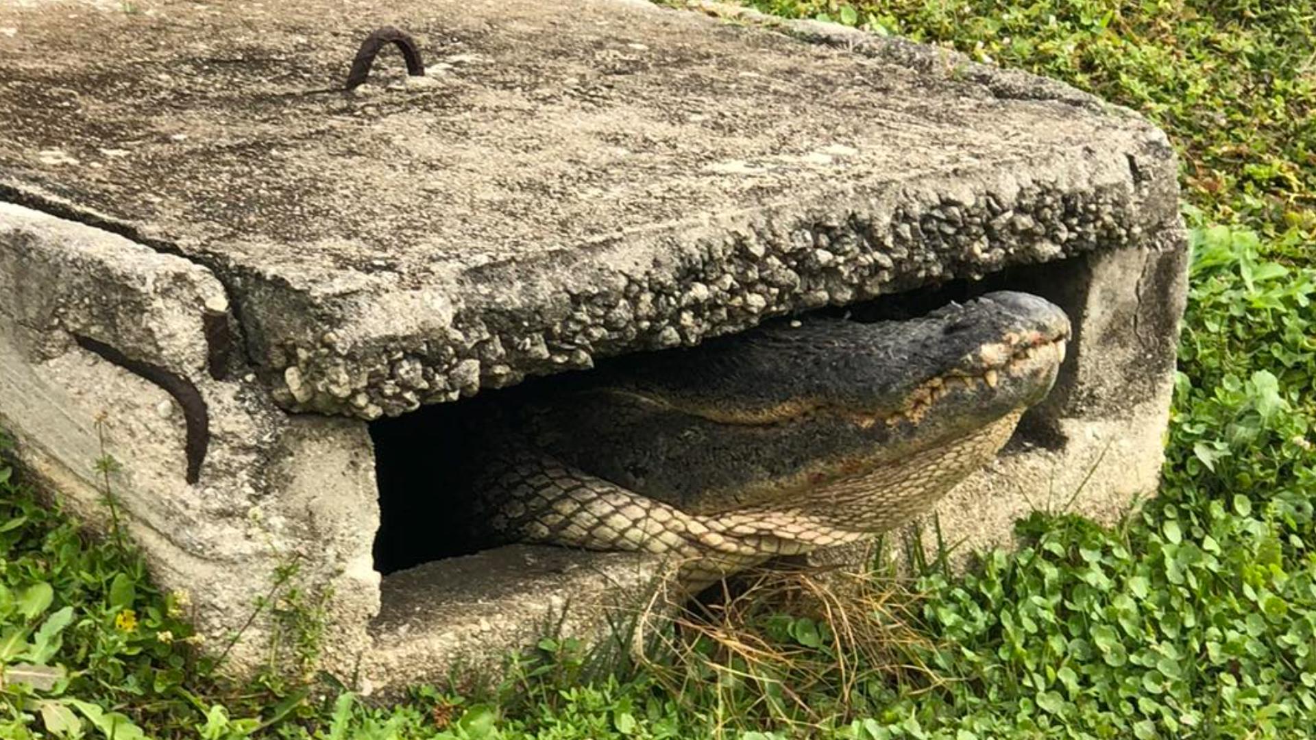 Gator gets stuck in Florida storm drain | wtsp.com