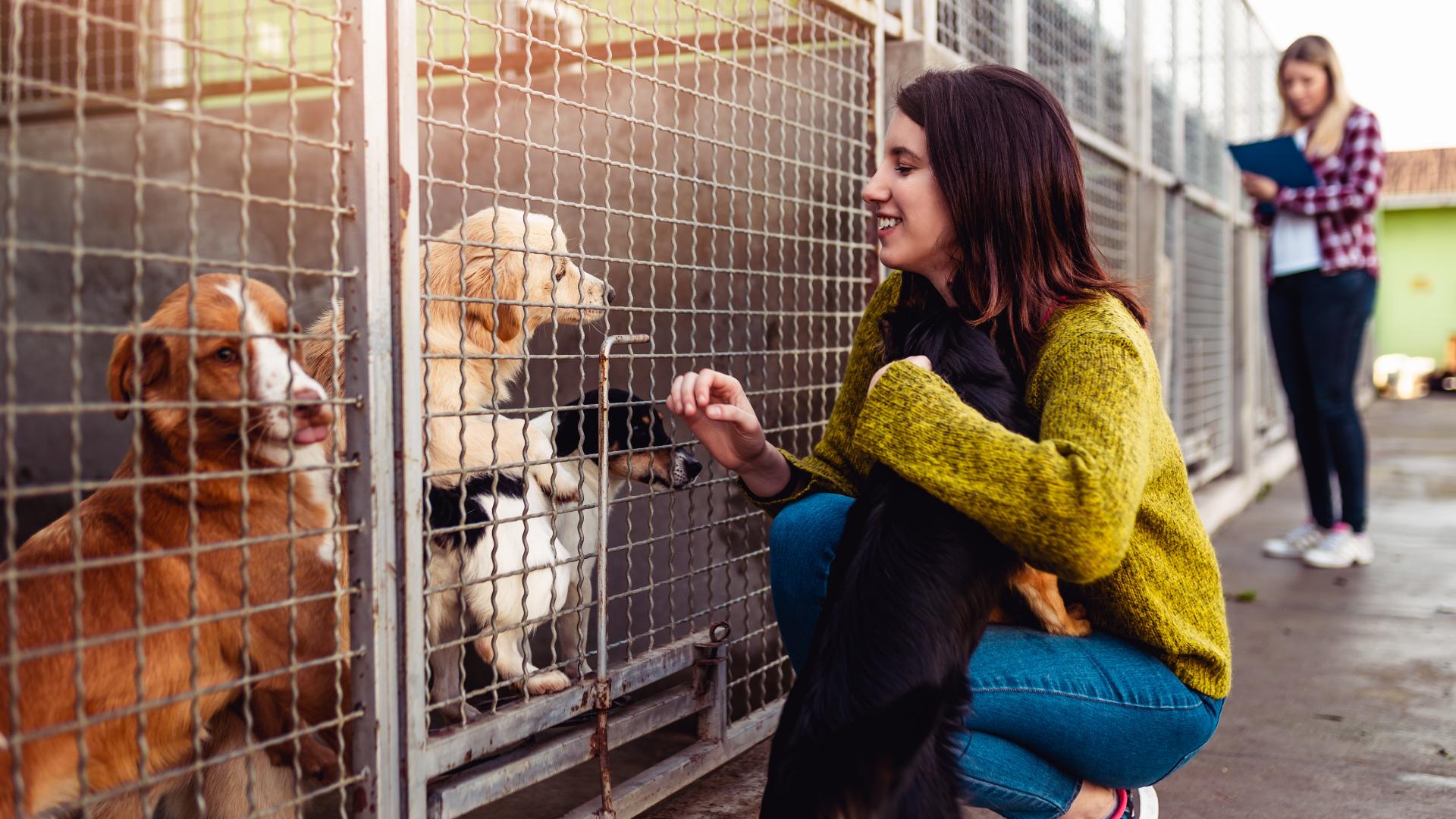 List: Pet adoption events near me, Tampa Bay | wtsp.com