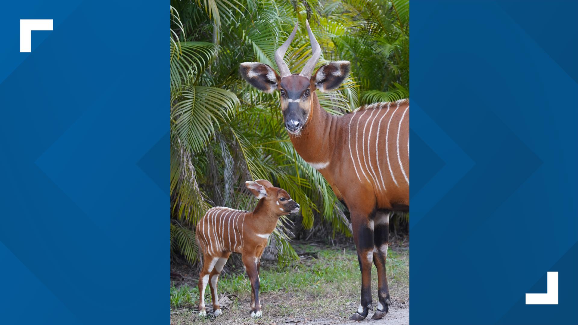Baby born in Tampa could help save a species | wtsp.com