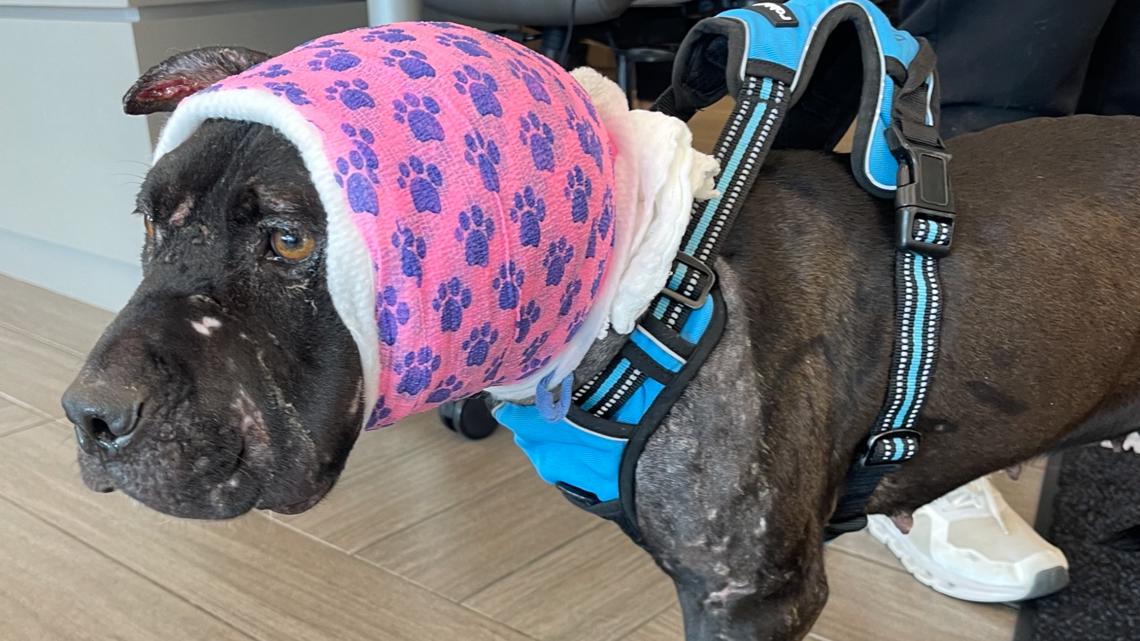 Dog named Lacey calls attention to dog fighting issue in St. Pete ...