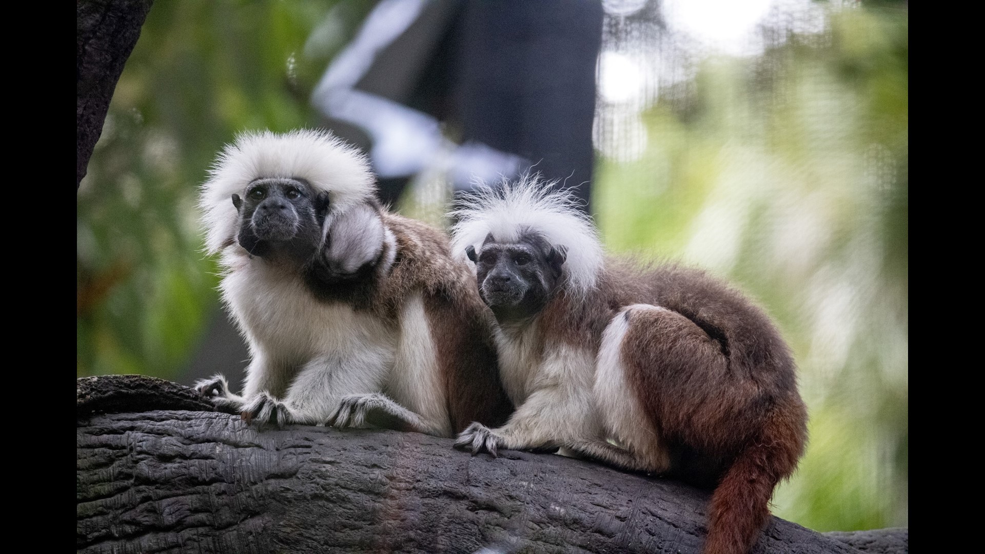 2 baby monkeys part of endangered species born at Brevard Zoo | wtsp.com