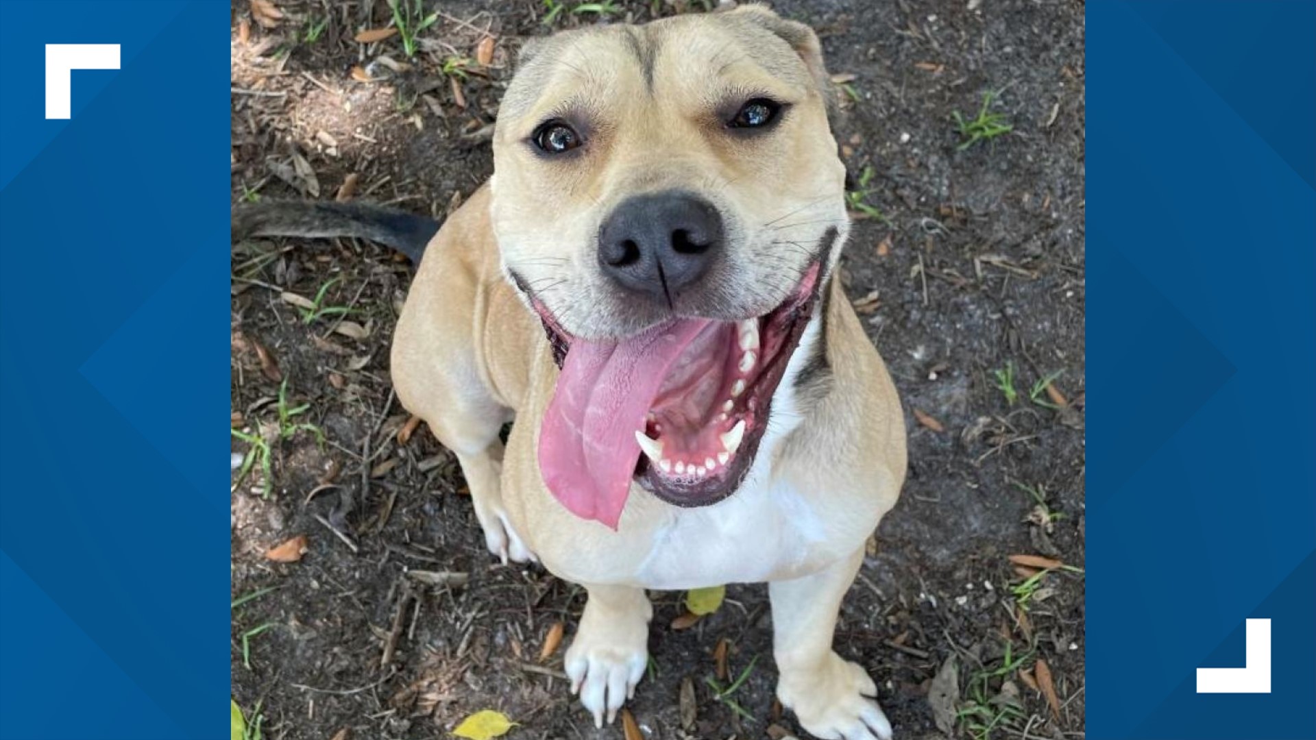 Humane Society of Tampa Bay hits maximum capacity of animals | wtsp.com